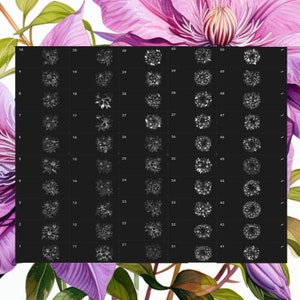 Procreate Clematis Flower Stamps | 50+ Clematis Flower Procreate Brushes | Botanical Procreate ...