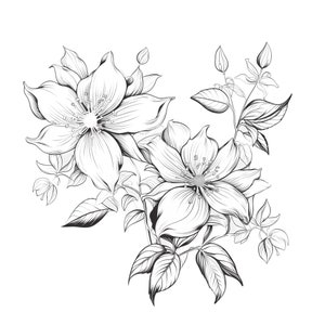 Procreate Clematis Flower Stamps | 50+ Clematis Flower Procreate Brushes | Botanical Procreate ...