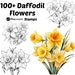 Procreate Daffodils Flower Stamps 100 Daffodils Flower Procreate ...