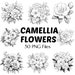 Flowers PNG | 50 Camellia Flowers Png | Floral PNG | Wildflowers PNG ...