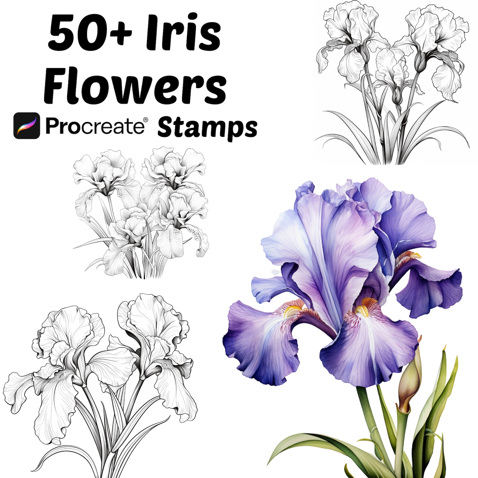 Procreate Iris Flower Stamps | 50+ Iris Flower Procreate Brushes ...