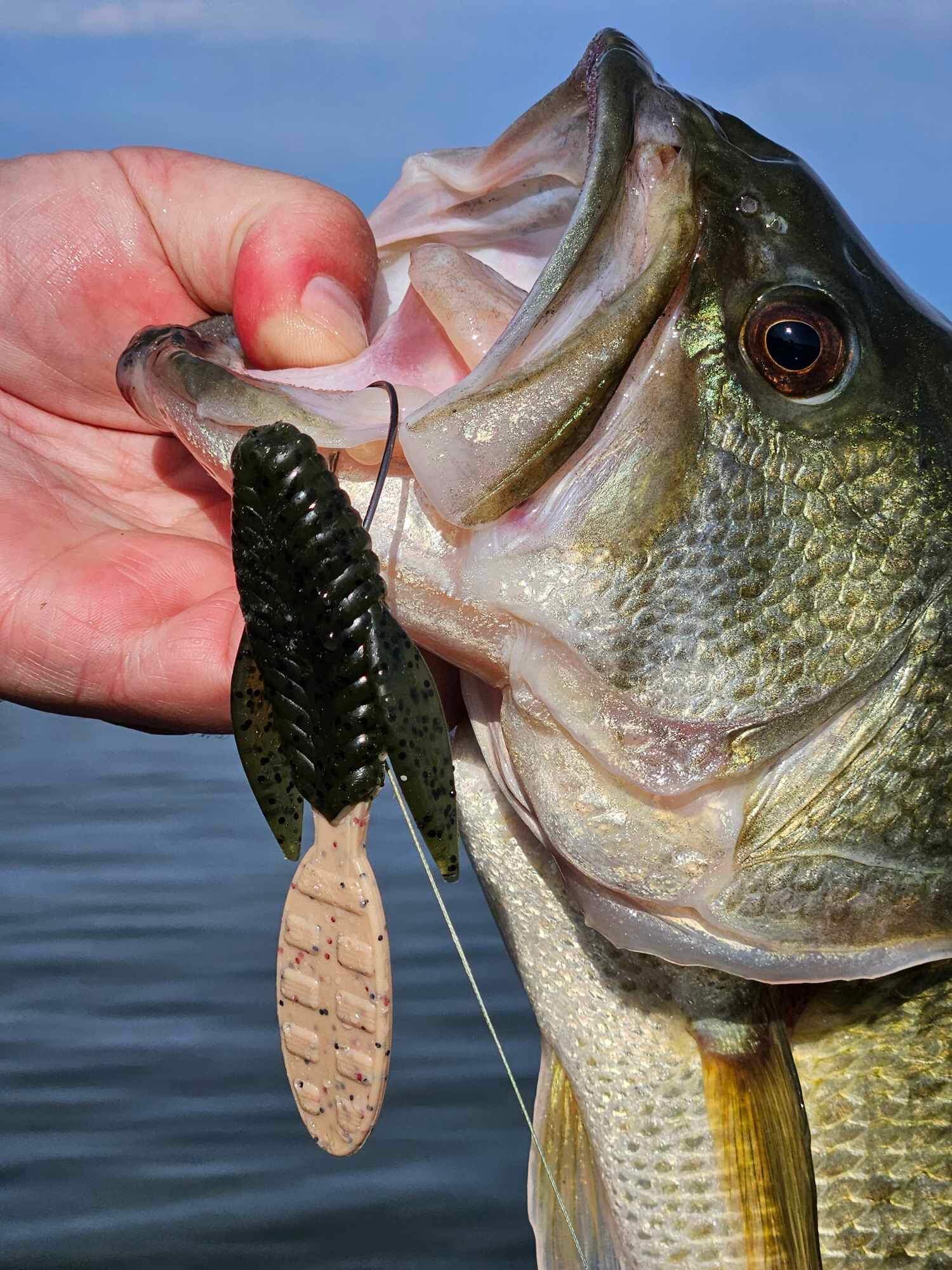 Beaver Tail Flipping Bugs 6 Pack - Etsy