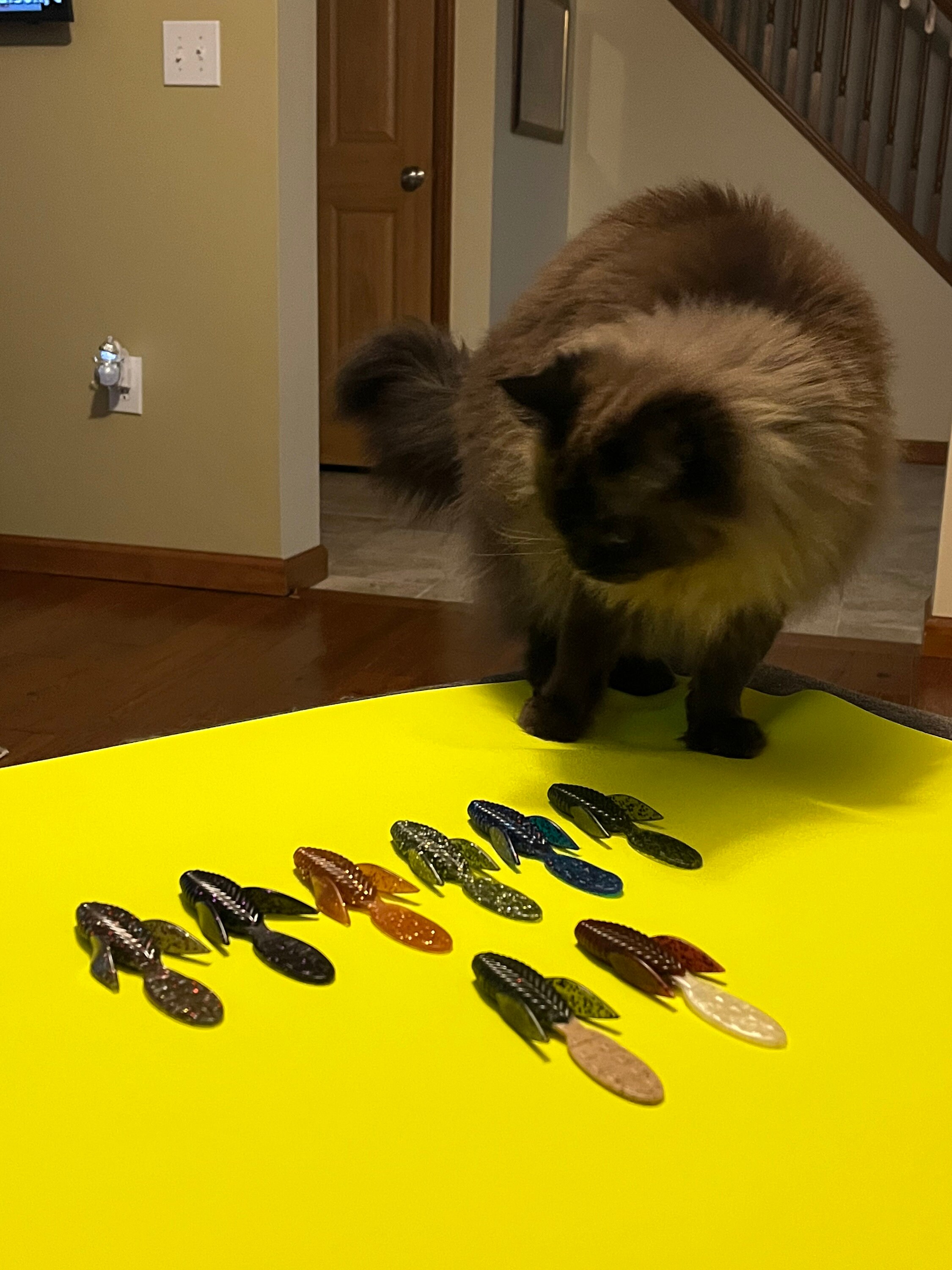 Beaver Tail Flipping Bugs 6 Pack - Etsy