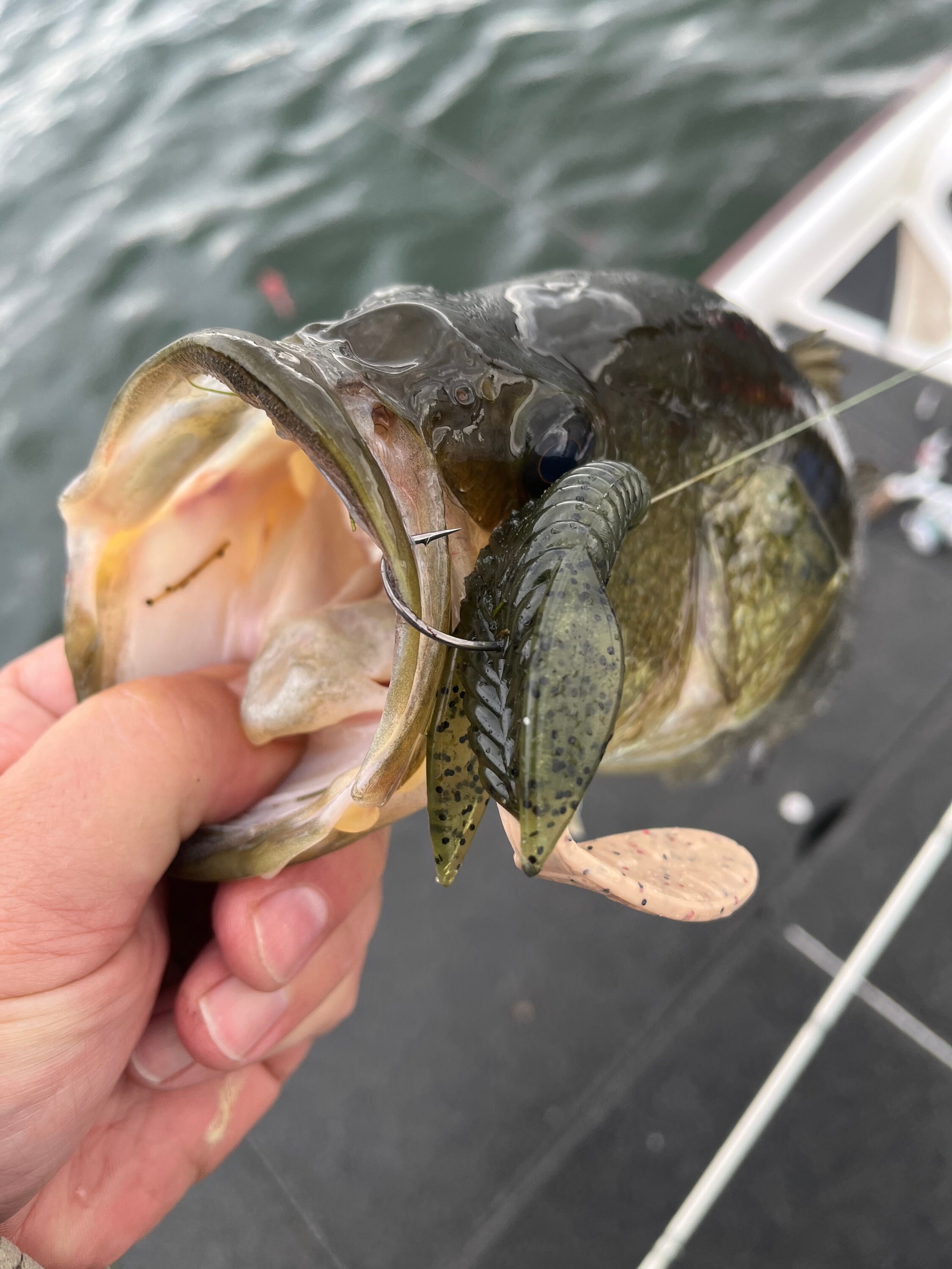 Beaver Tail Flipping Bugs 6 Pack - Etsy