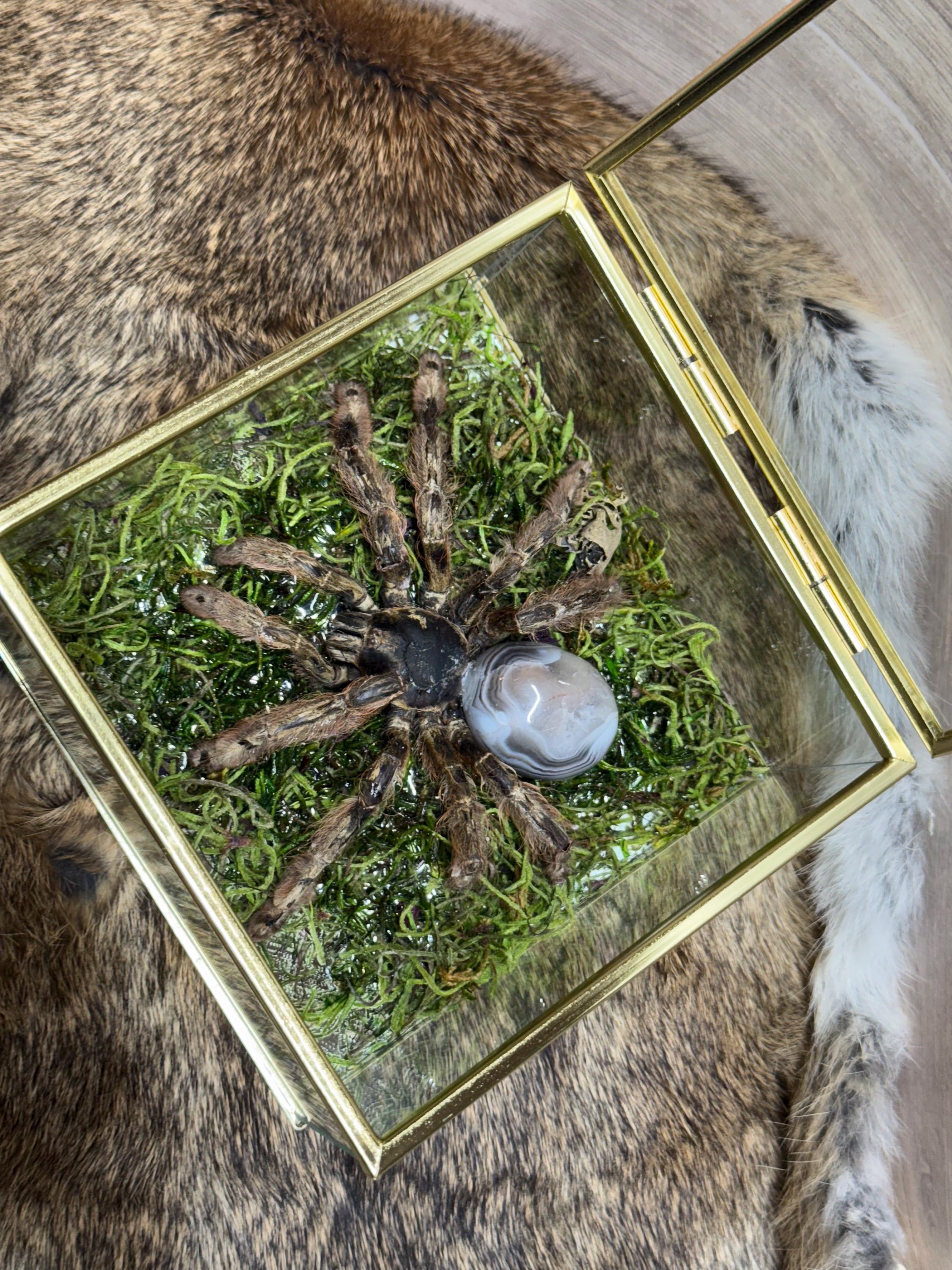 Feather Leg Baboon Tarantula With Botswana Agate - Etsy