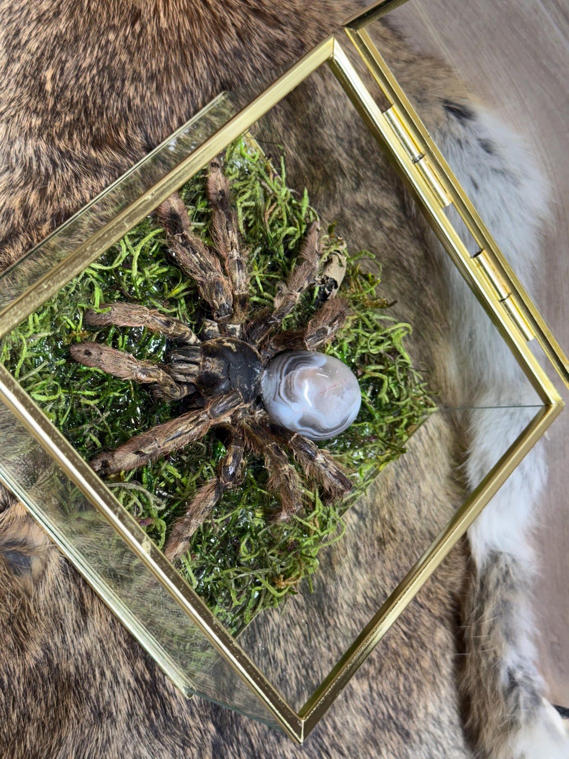 Feather Leg Baboon Tarantula With Botswana Agate - Etsy