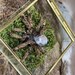 Feather Leg Baboon Tarantula With Botswana Agate - Etsy