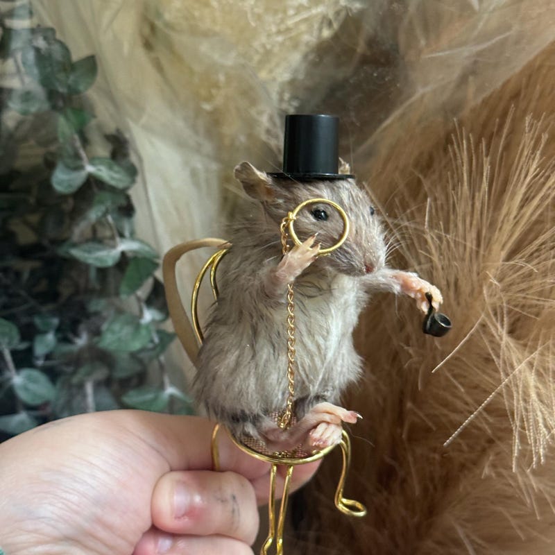 Taxidermy Rat - Etsy