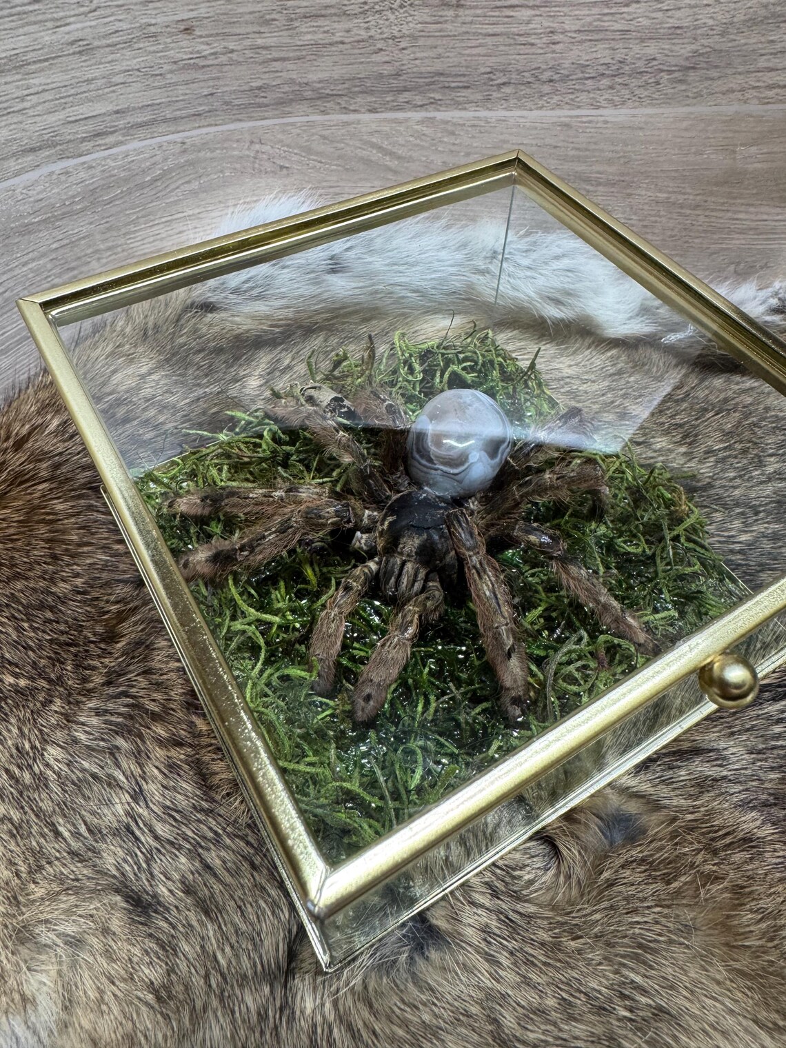 Feather Leg Baboon Tarantula With Botswana Agate - Etsy