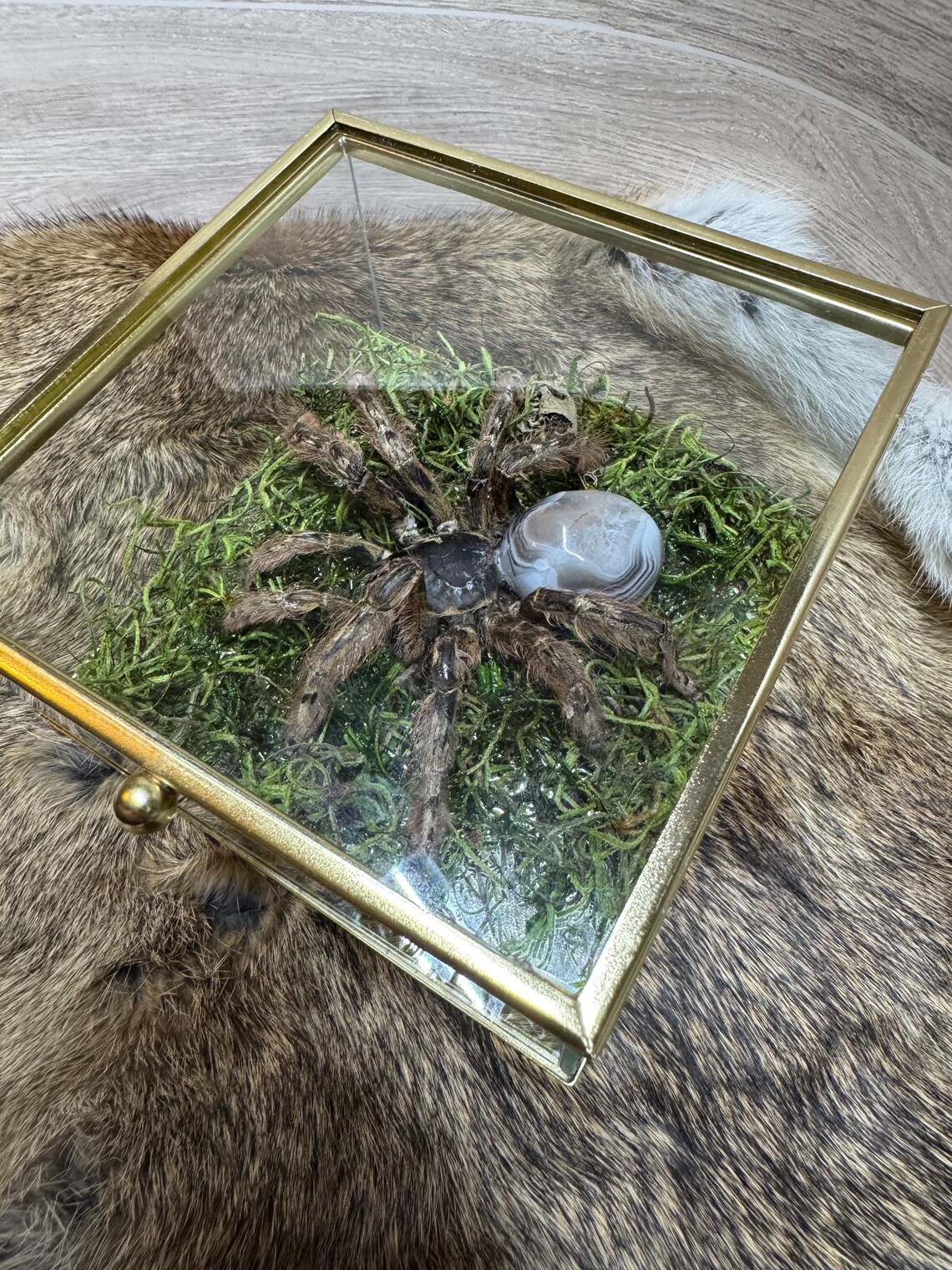 Feather Leg Baboon Tarantula With Botswana Agate - Etsy
