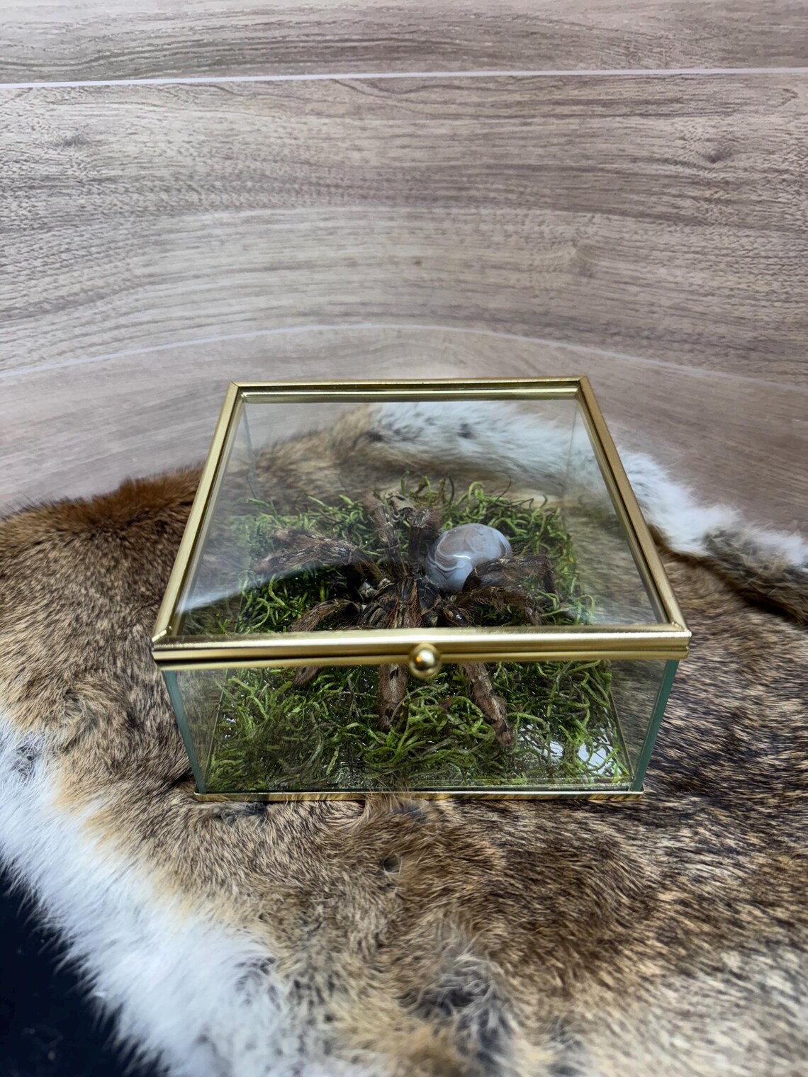 Feather Leg Baboon Tarantula With Botswana Agate - Etsy