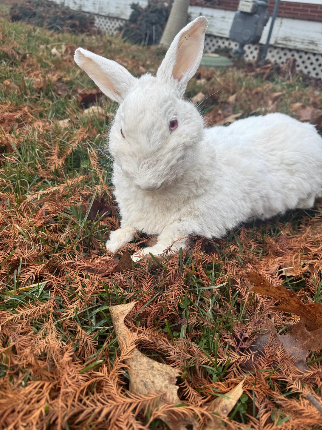 Soft Mounted Rabbit - Etsy