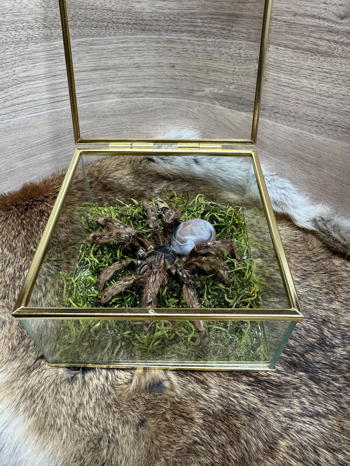 Feather Leg Baboon Tarantula With Botswana Agate - Etsy