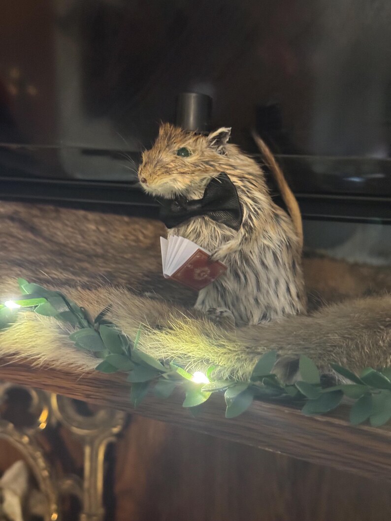 PREORDER Taxidermy Gerbil Looking Very Distinguished and Reading a ...