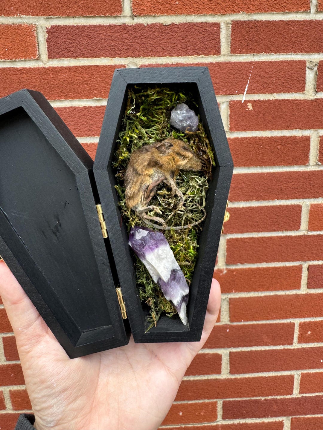 Mummified Mouse Inside a Coffin, Moss, Amethyst - Etsy