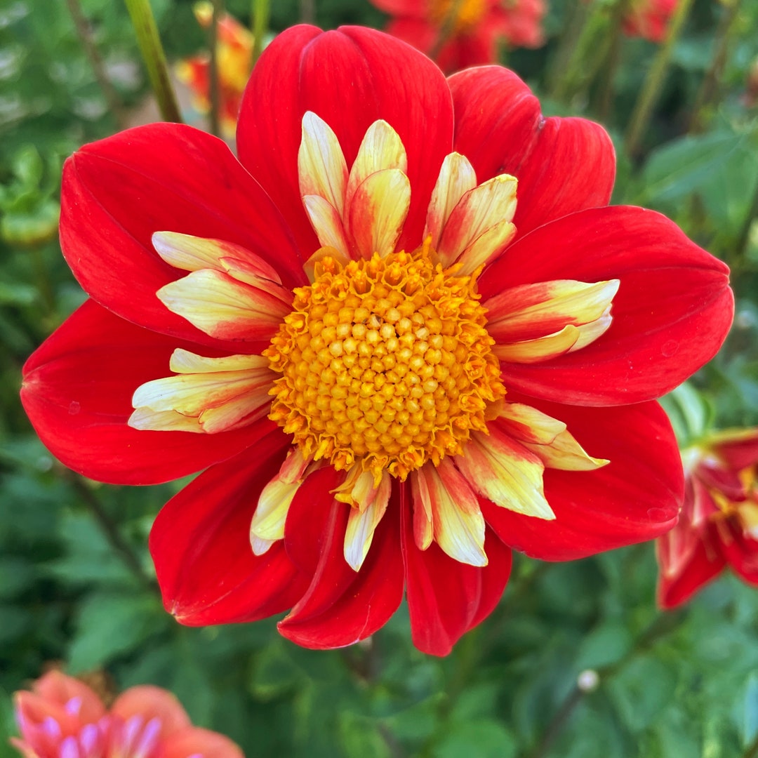 Pooh Dahlia Tuber Orange-red Collarette Presale, Ships in April - Etsy