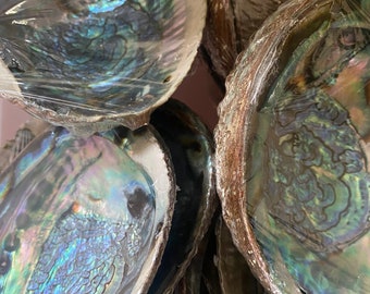 Abalone Shell - Etsy