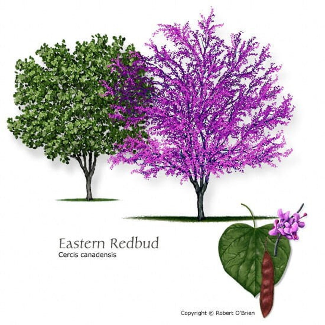 Eastern Redbud Seeds - Etsy