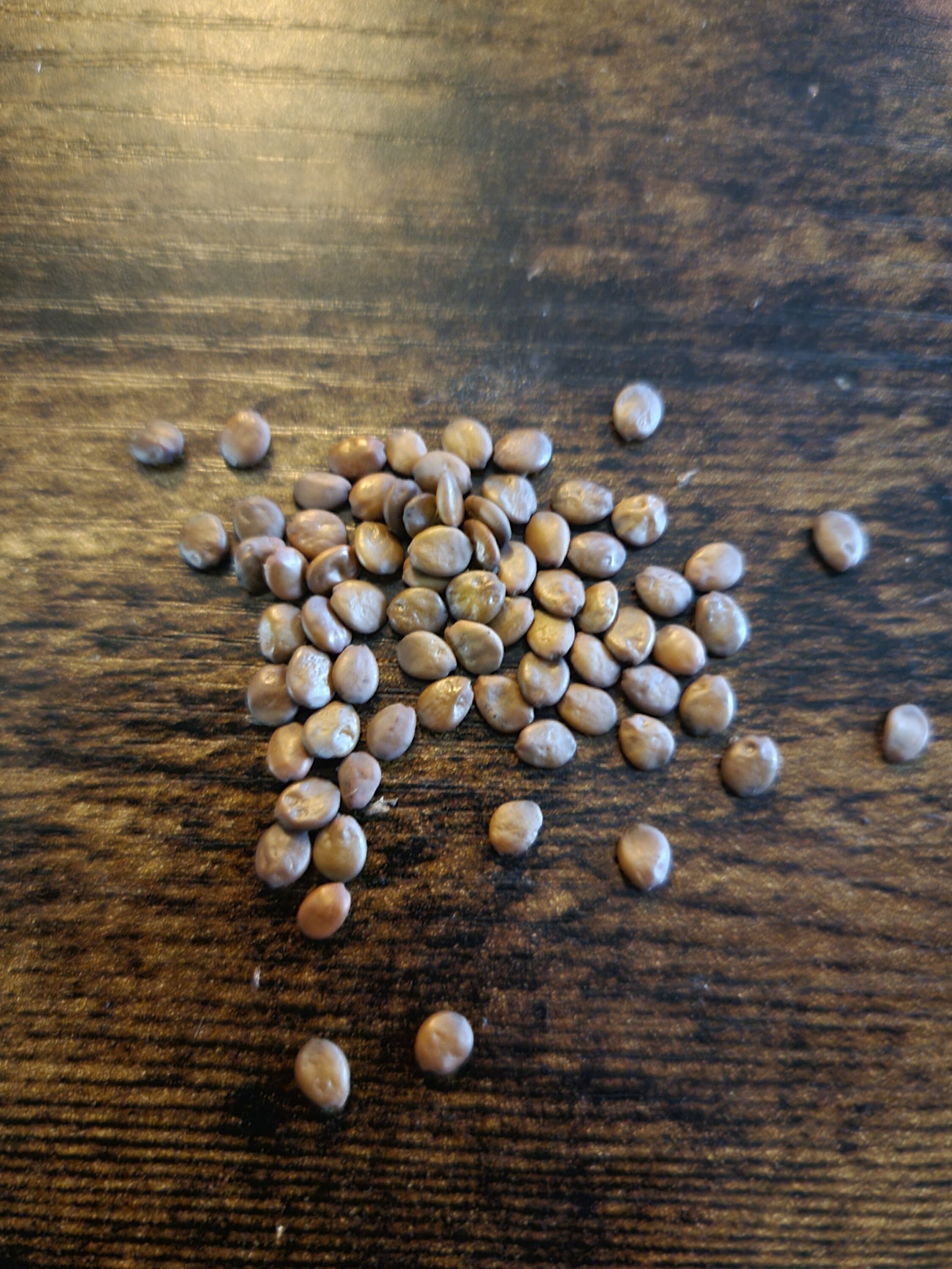 Eastern Redbud Seeds - Etsy