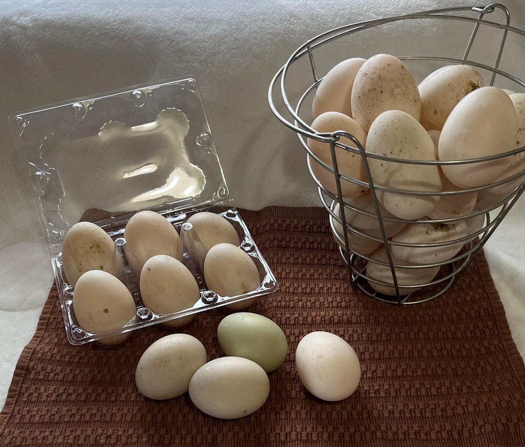DUCK EGGS! 1/2 Dozen, Unwashed! Farm Fresh, Non Gmo Feed - Etsy