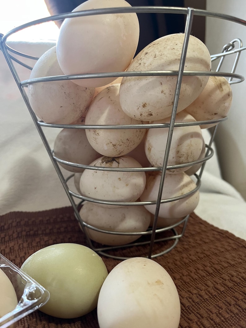 DUCK EGGS! 1/2 Dozen, Unwashed! Farm Fresh, Non Gmo Feed - Etsy