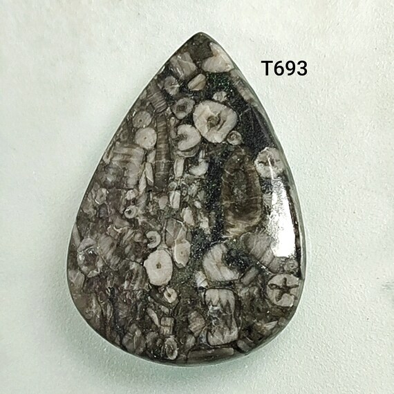 Black Fossil Coral Gemstone Natural Black Fossil Coral Cabochon Black Fossil Coral Black Fossil Coral Jewelry Making Stone Size.36X27X5MM Etsy