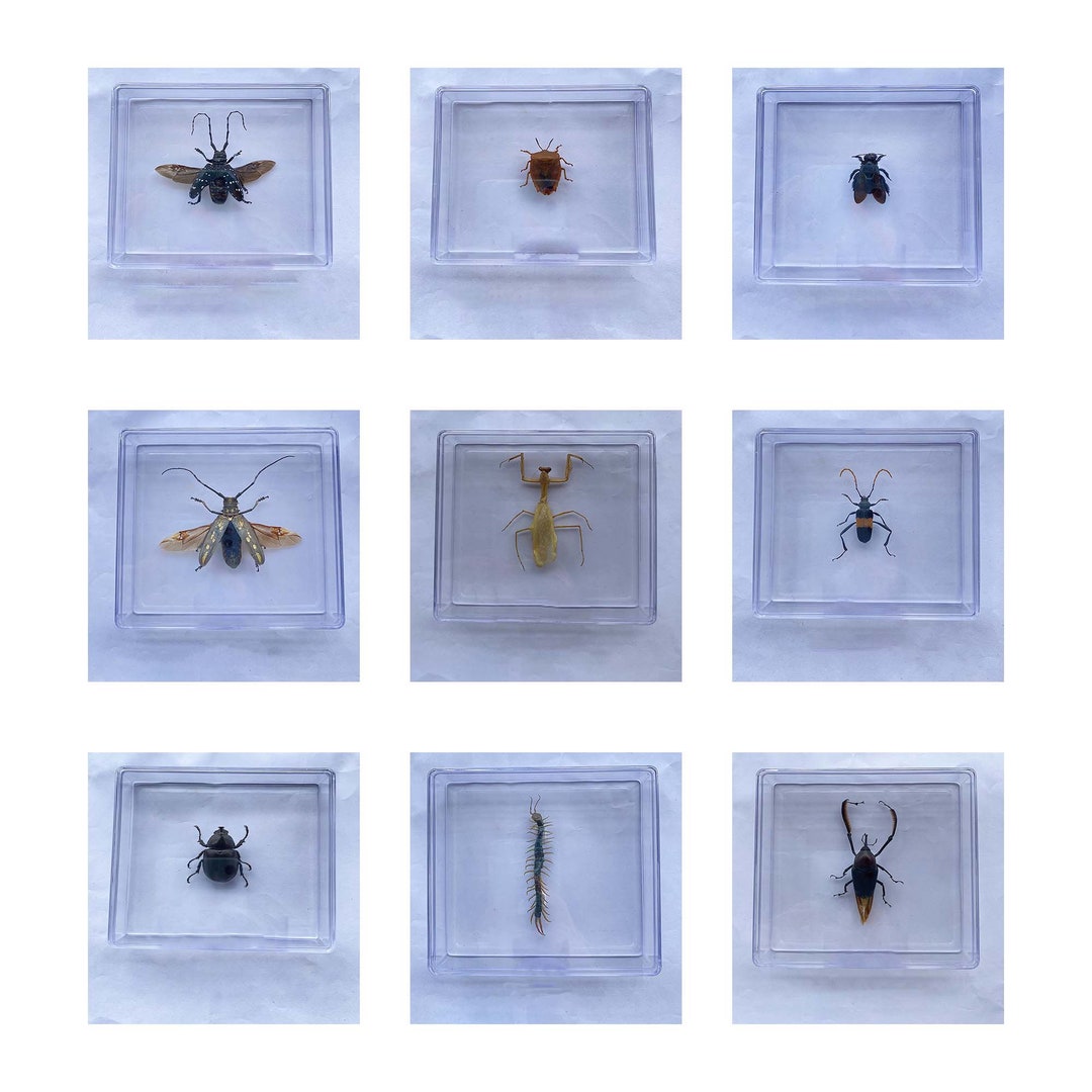 18 Insect Specimens/transparent Boxed Cultured Real Insects - Etsy