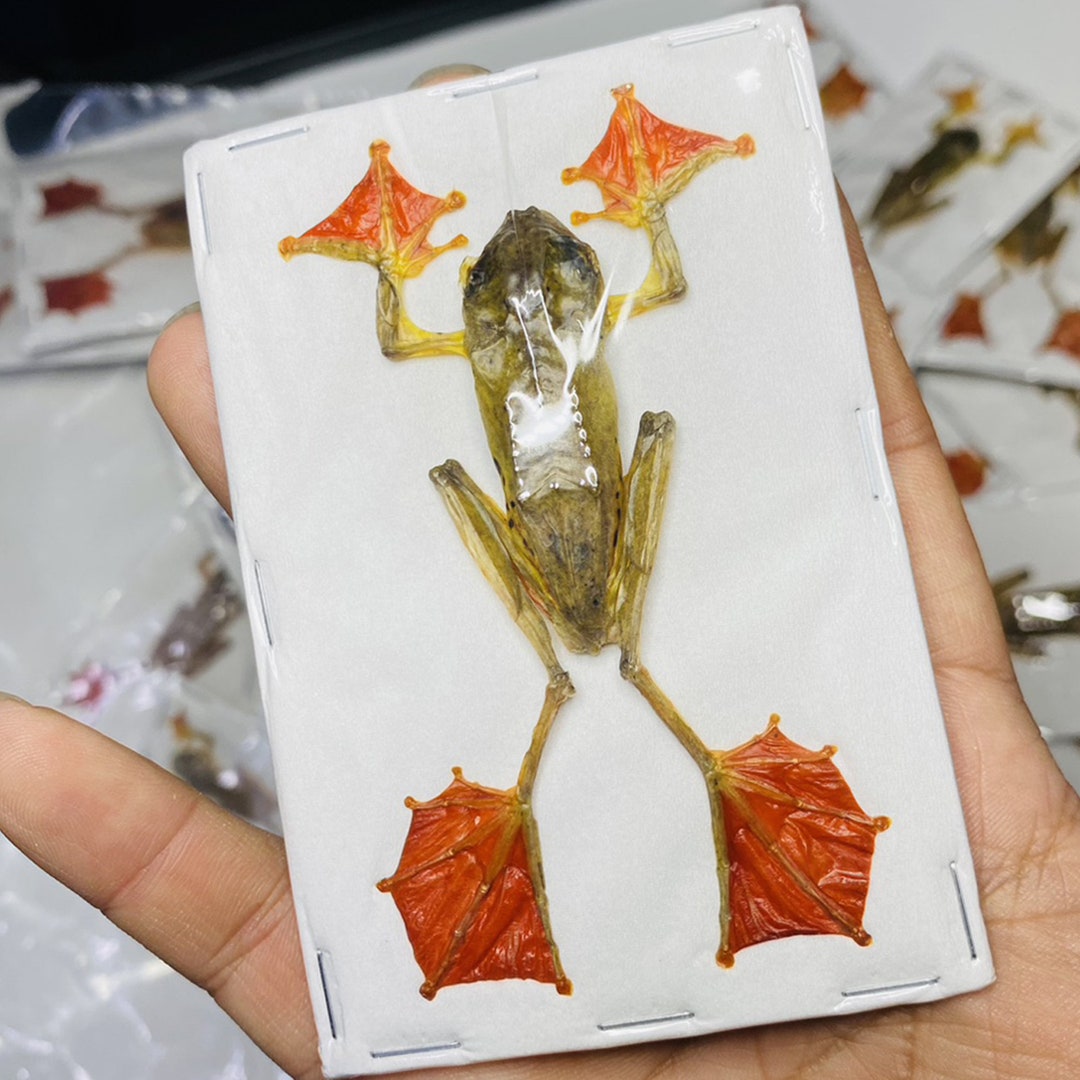 Real Frog Specimens Red Toed Frog Specimens Taxidermy - Etsy