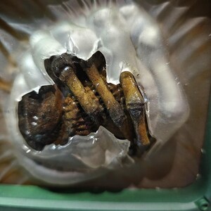 Alien Romulus 1/2 Scale Facehugger Stasis Movie Prop - Etsy