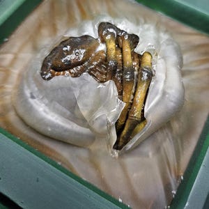 Alien Romulus 1/2 Scale Facehugger Stasis Movie Prop - Etsy