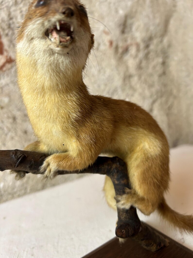 Vintage Taxidermy Weasel on Freestanding Oak Mount. Willie Weasel ...