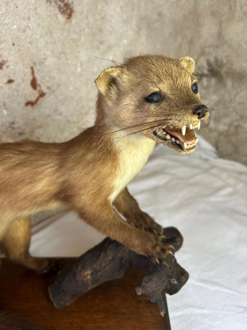 Vintage Taxidermy Pine Marten on Freestanding Oak Mount. Animal Curio ...