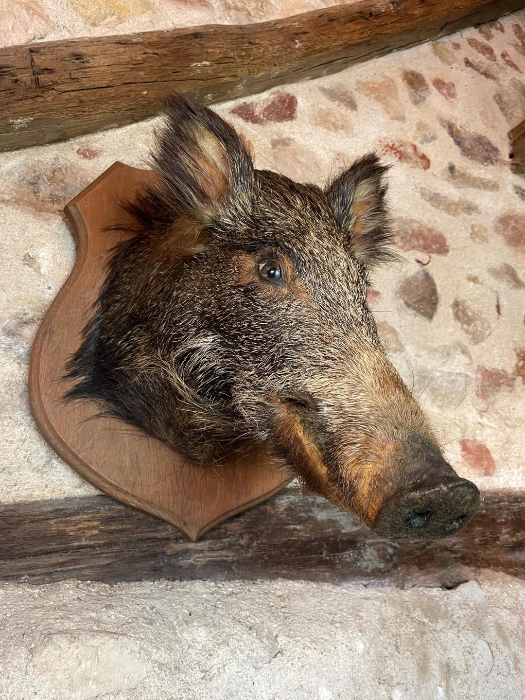 Vintage Taxidermy WILD BOARS HEAD on Shaped Oak Mount. Pig Curio Decor ...