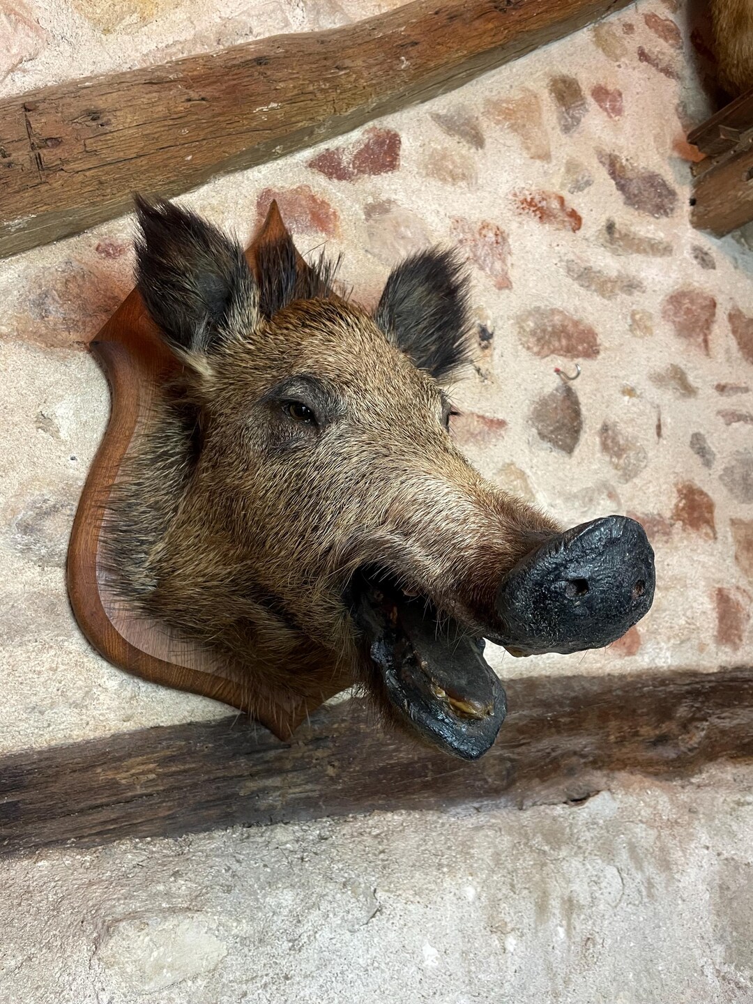 Taxidermy WILD BOAR HEAD on Shaped Oak Mount. - Etsy