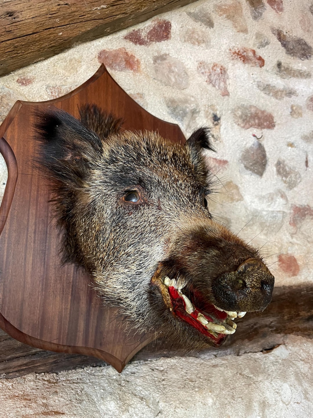 Vintage Taxidermy Wild Boars Head on Oak Wall Mount. - Etsy