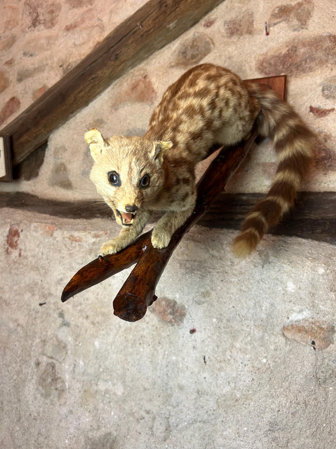 Taxidermy Genet WILD CAT on Wall Mount. Antique Animal Curio Decor. - Etsy