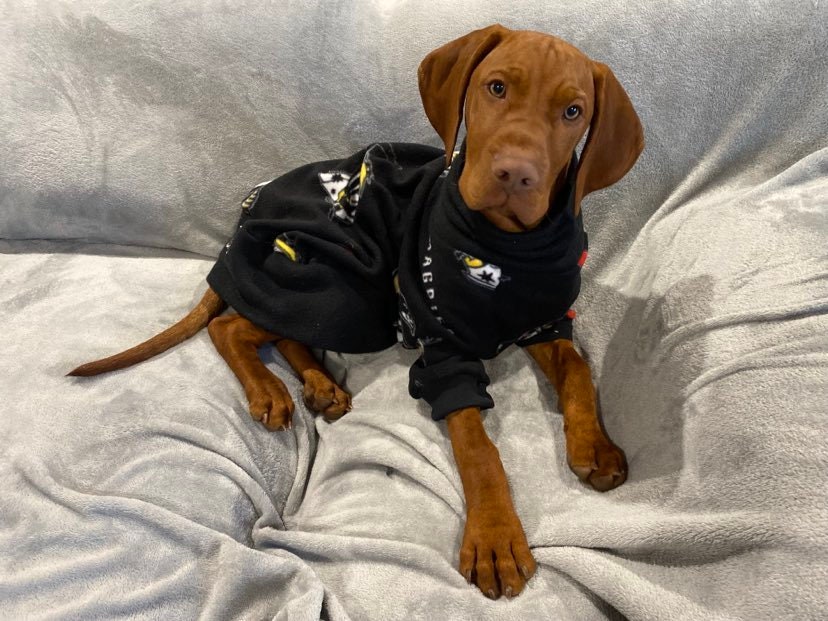 Personalised Collingwood Dog Jumper - Etsy Australia