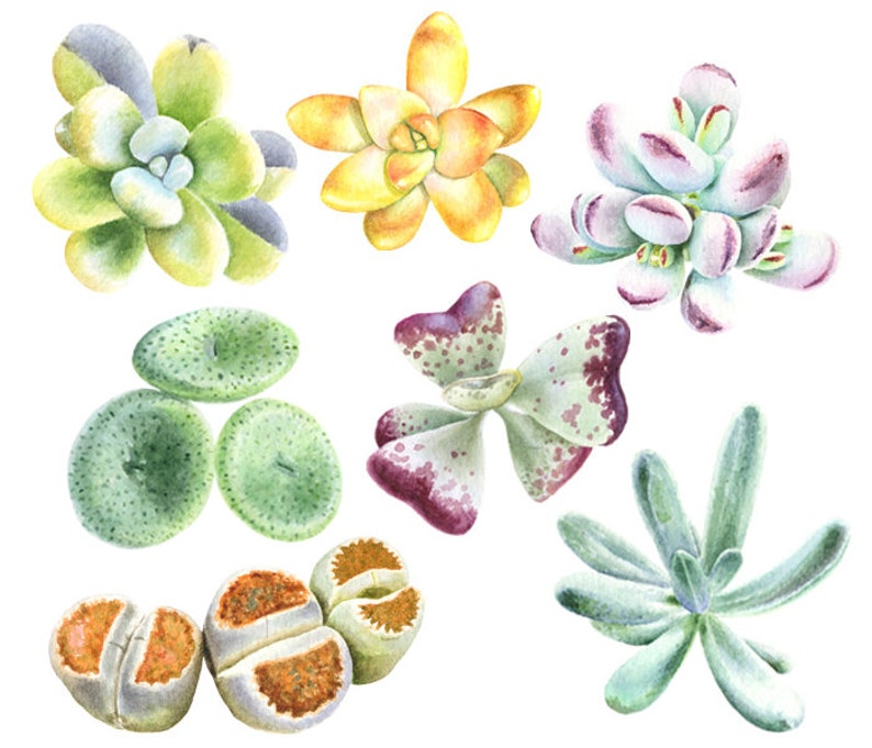 Watercolor Succulents Clipart PNG Hand Painted Watercolor Botanical ...