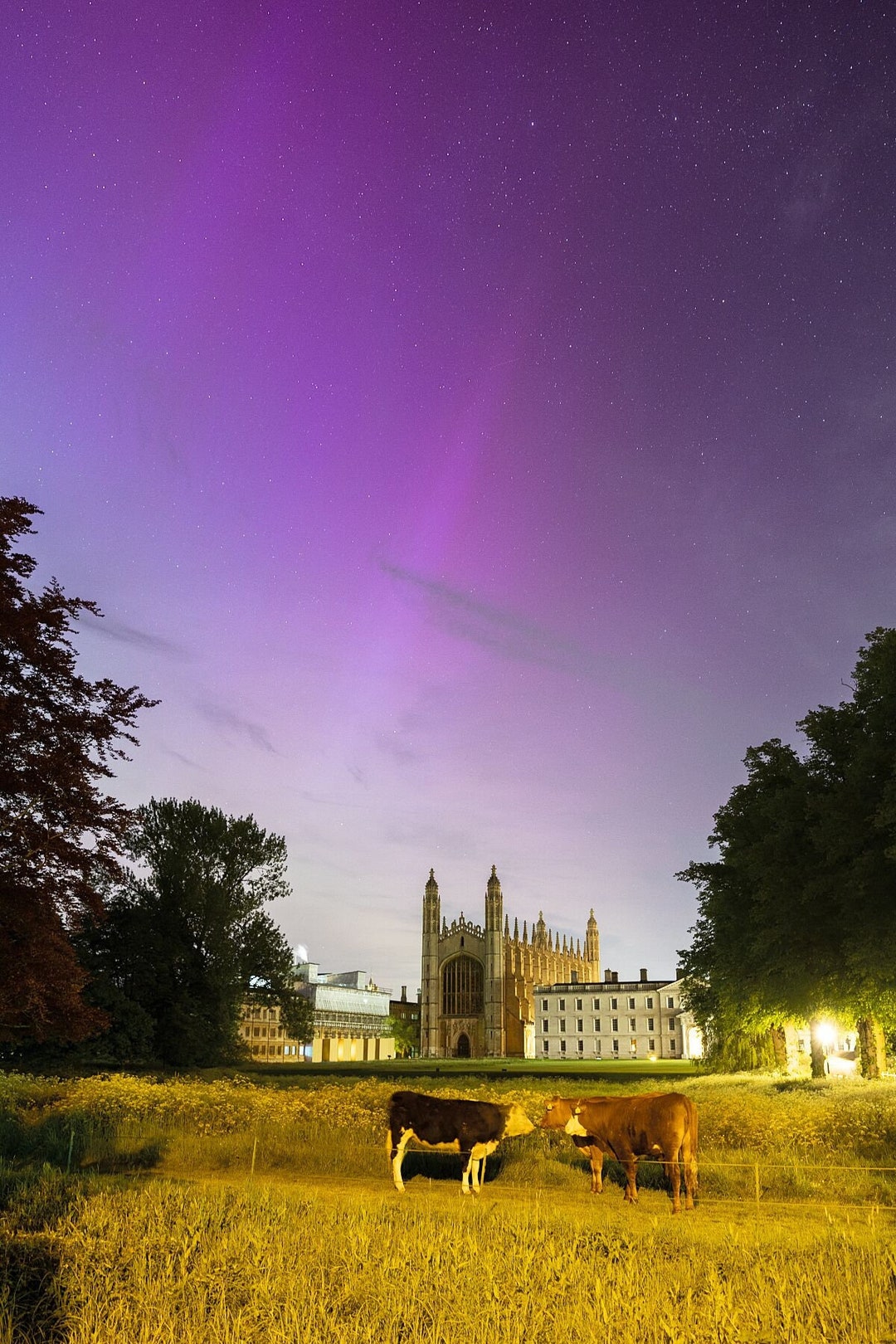 King's College Aurora Cows - Etsy
