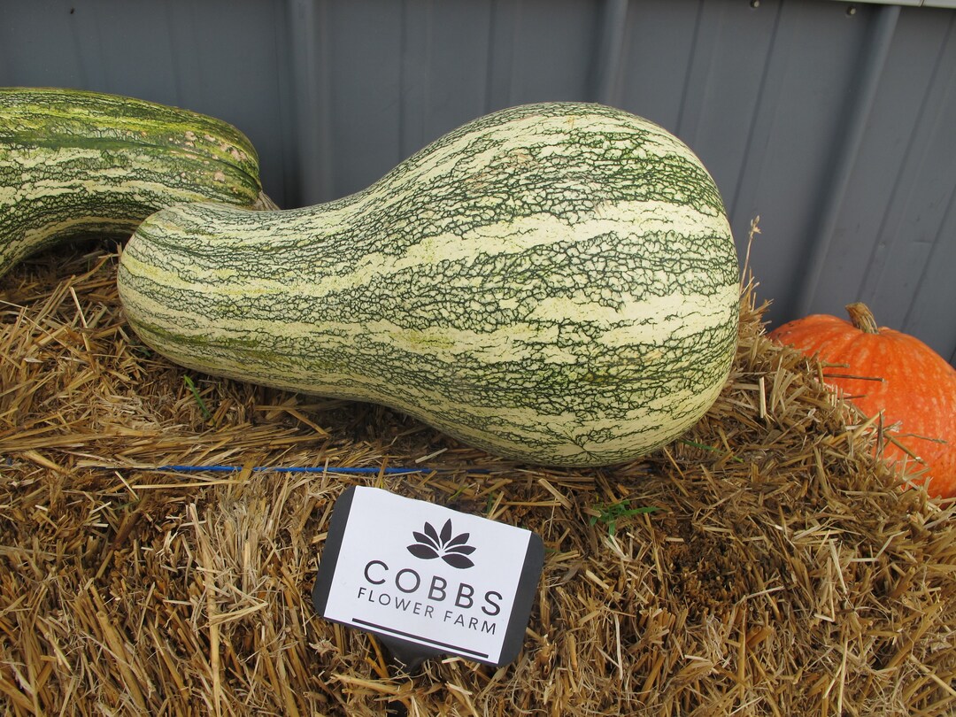 Cushaw Squash 10 Seeds - Etsy