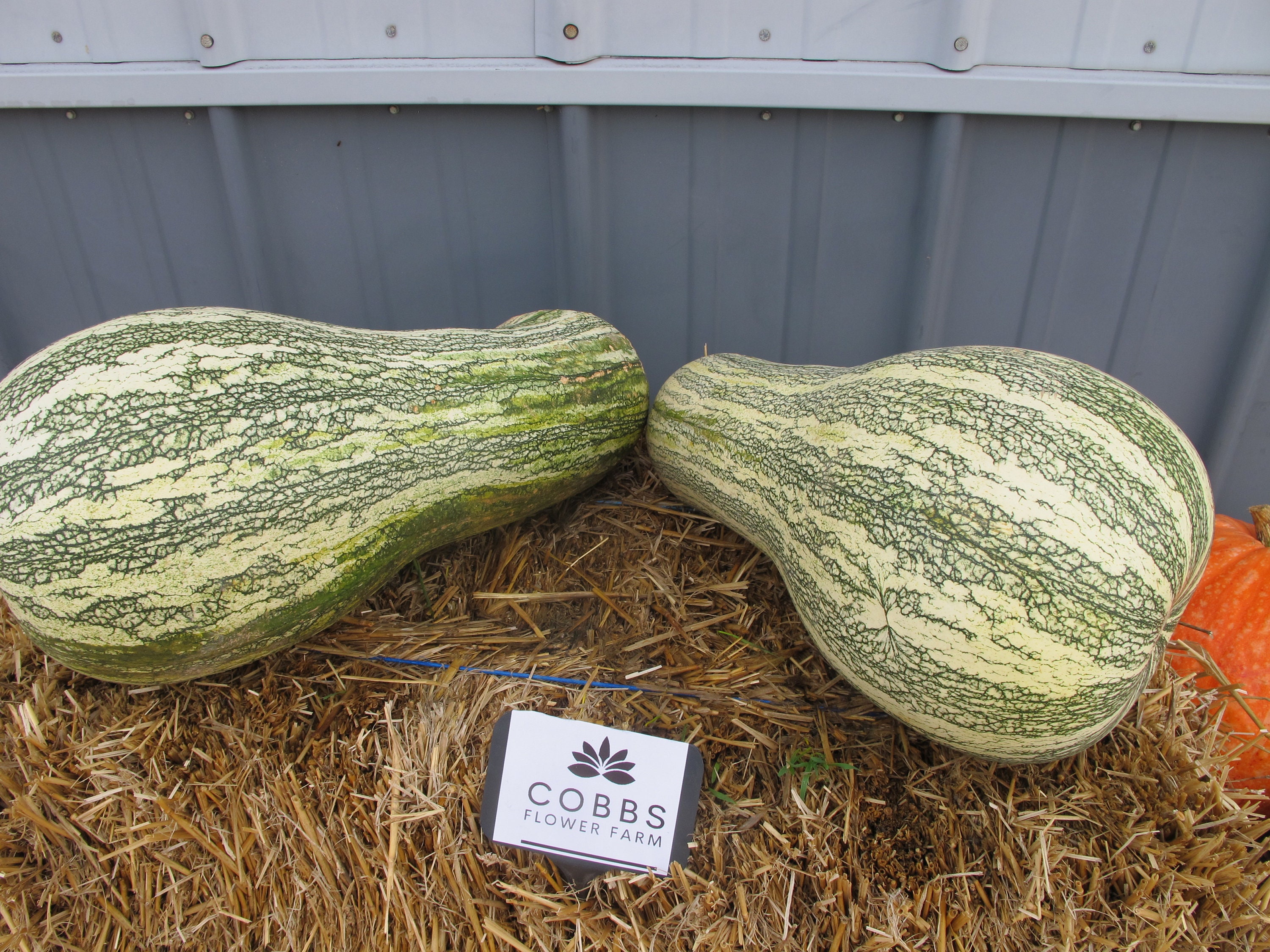 Cushaw Squash 10 Seeds - Etsy