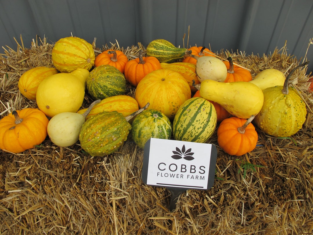 Small Ornamental Gourd Mix Non Gmo Seeds. - Etsy