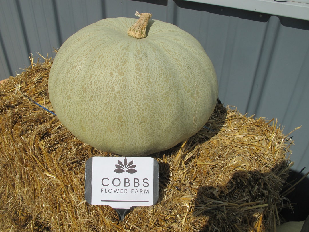 10 Gray Ghost Pumpkin Seeds - Etsy