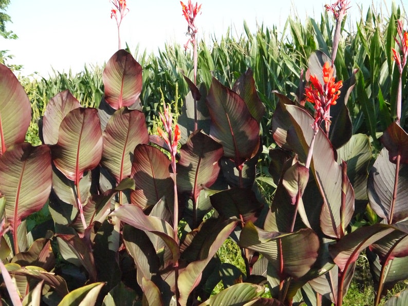 Canna Rhizomes Musifolia Giant 6-10' Tall Cannas With Large Bronze ...