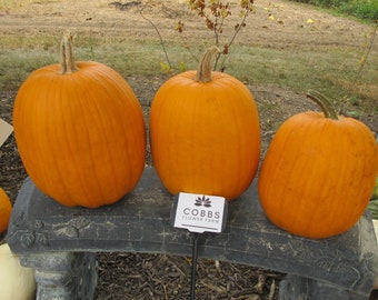 CobbsFlowerFarm - Etsy