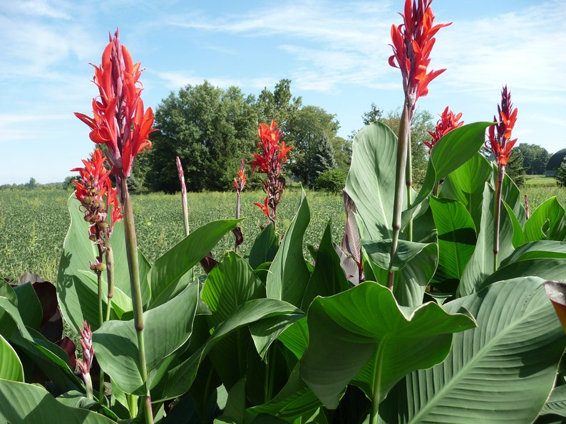 100 Robert Kemp Canna Seeds Green Leaf With a Red Flower That Attracts ...