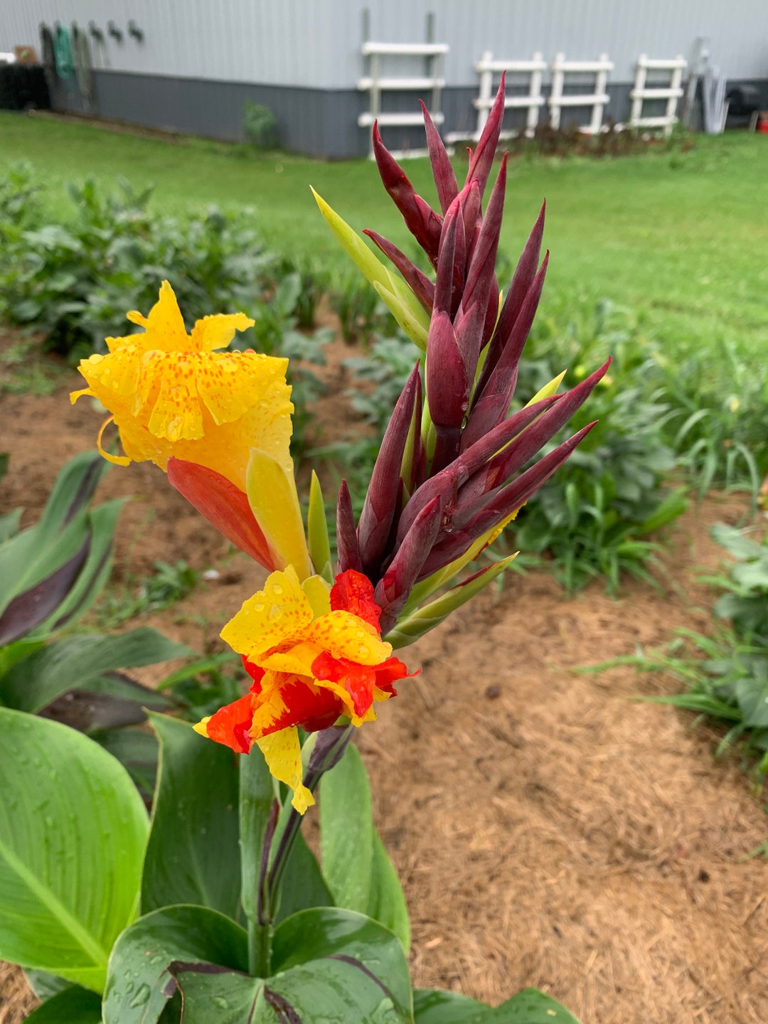 Canna Cleopatra Rhizomes Grows 4'-6' Tall Variegated Leaves With Red ...