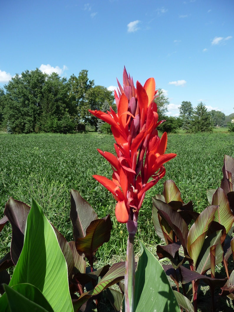 100 Robert Kemp Canna Seeds Green Leaf With a Red Flower That Attracts ...