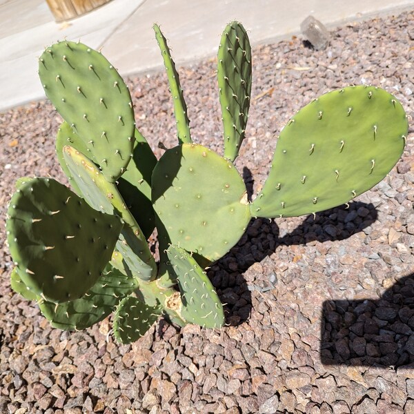 Prickly Pear Signs - Etsy