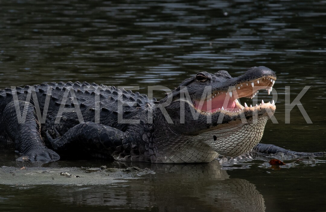 Alligator, Florida, Wildlife Photography, Animal Photo Print, Nature ...
